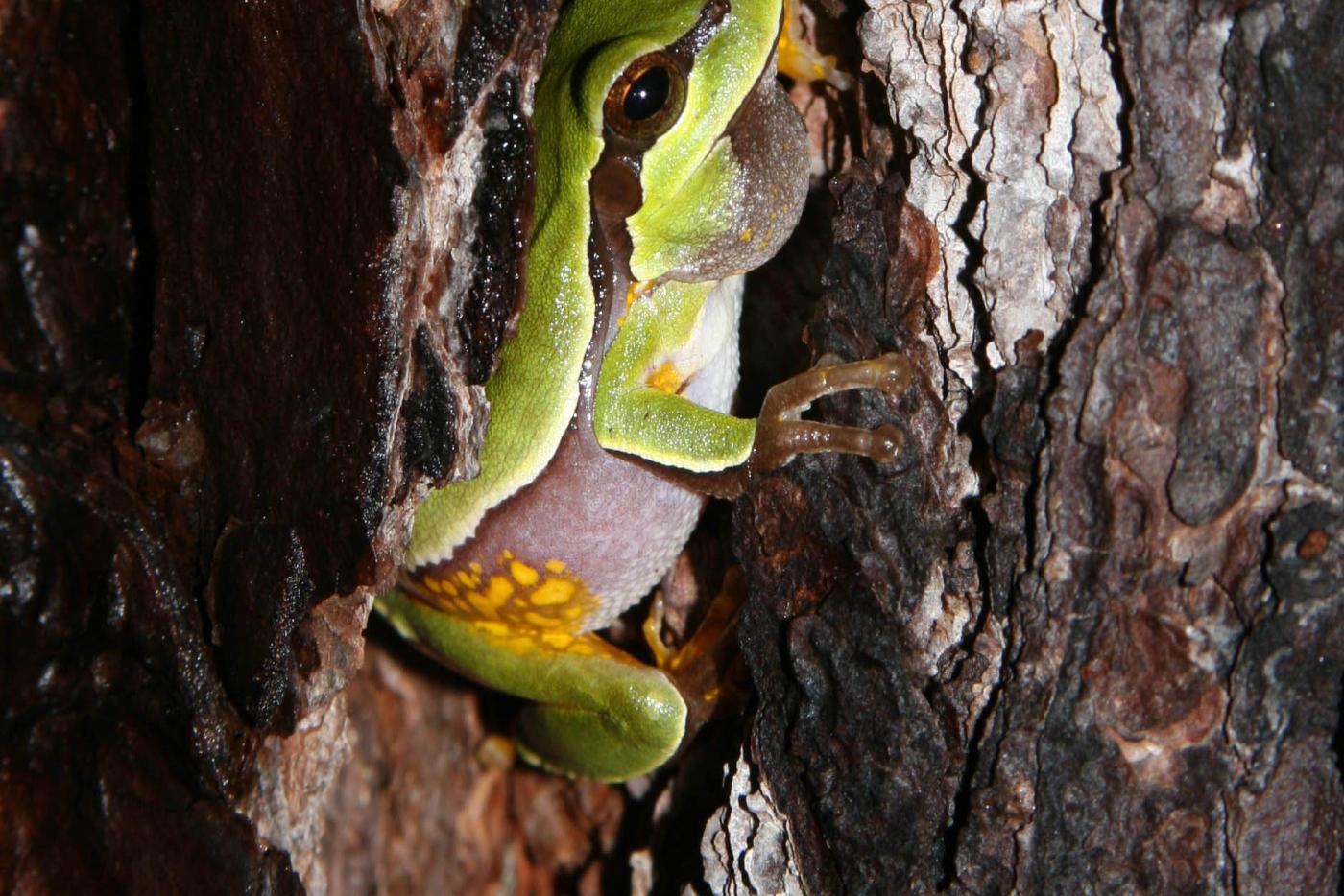 Pine Barrens Treefrog | NC Wildlife